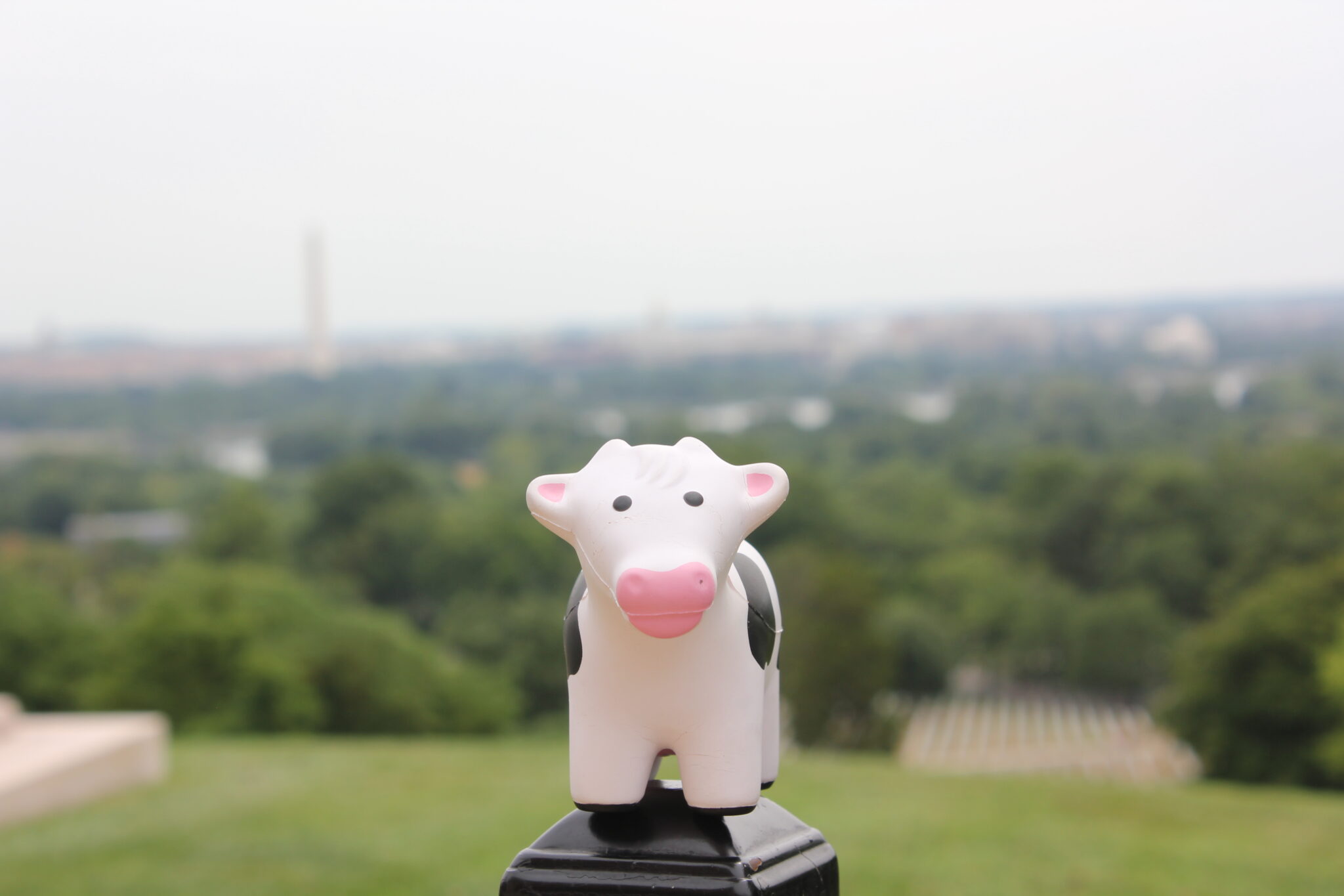 Blue Cow Rebranding Journey | Porter's Office Products